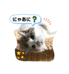 姉妹猫ナオとマキ | LINEスタンプ | Ptomato