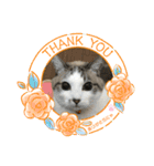 姉妹猫ナオとマキ | LINEスタンプ | Ptomato