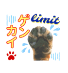 115【マロマユ】Maro eyebrows.カナ英語 | LINEスタンプ | ユキやん